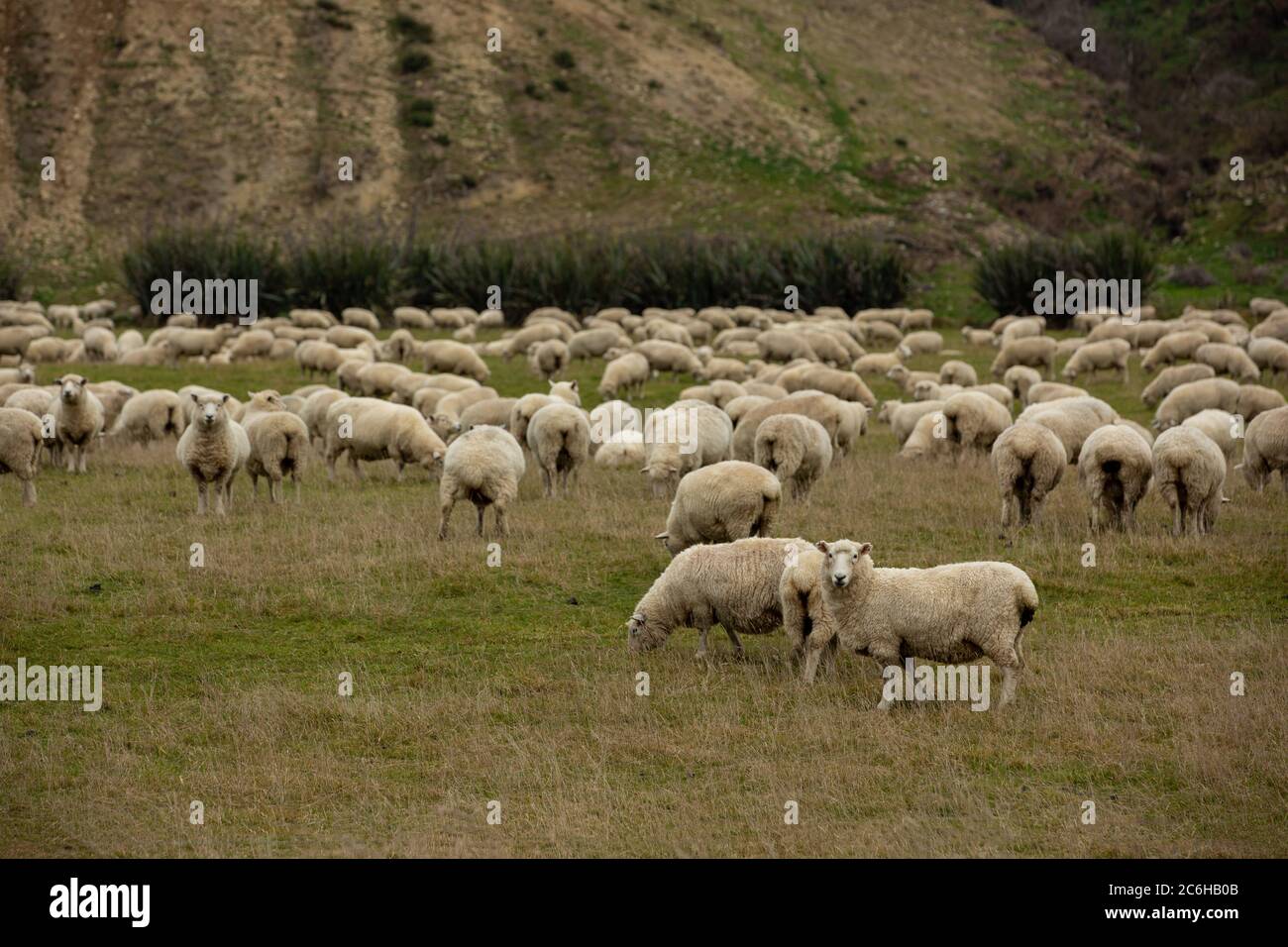 Flock of sheep in nature on meadow. Rural farming outdoor in New Zealand Stock Photo - Alamy