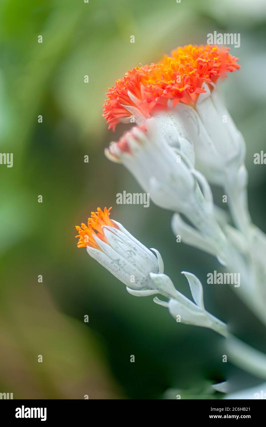 Kleinia hi-res stock photography and images - Alamy