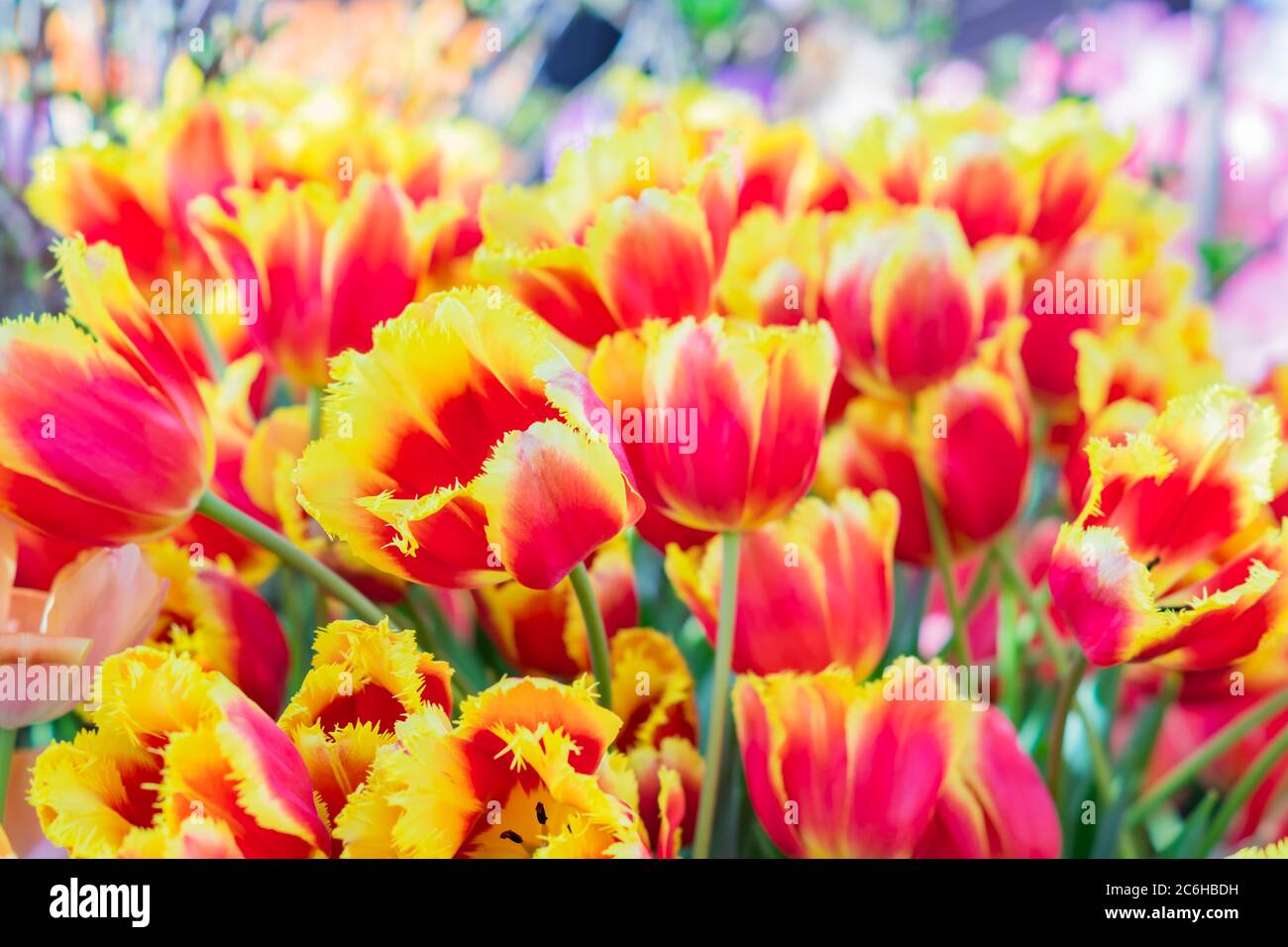 field of bright tulips Canary o red and yellow colors in the garden ...