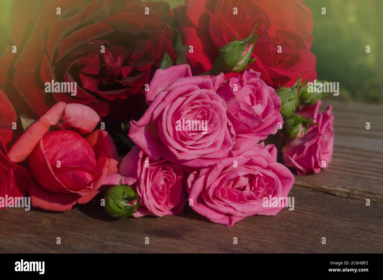 Mixed colorful roses full blooming. Beauty roses flowers Stock Photo ...