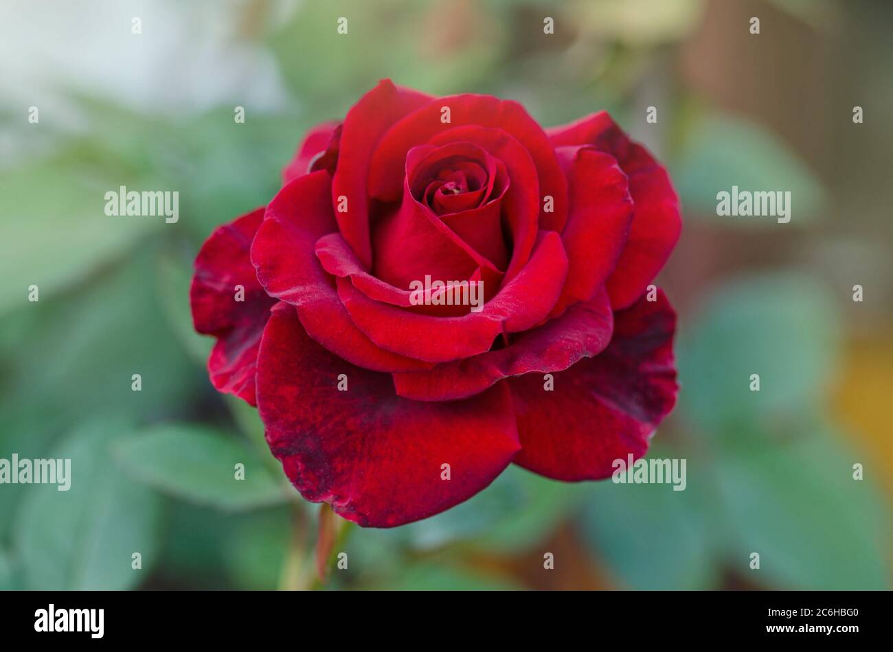 Natural red roses background. Red rose flower background Stock Photo ...
