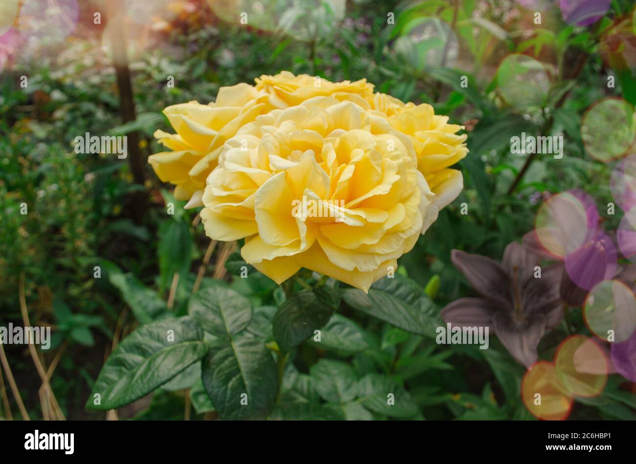 Yellow roses in sunny garden. Beautiful yellow roses. Bush of yellow ...