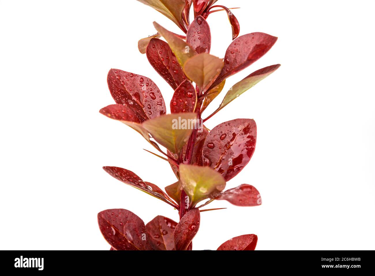 Red barberry hedge closeup with a water drops Stock Photo - Alamy