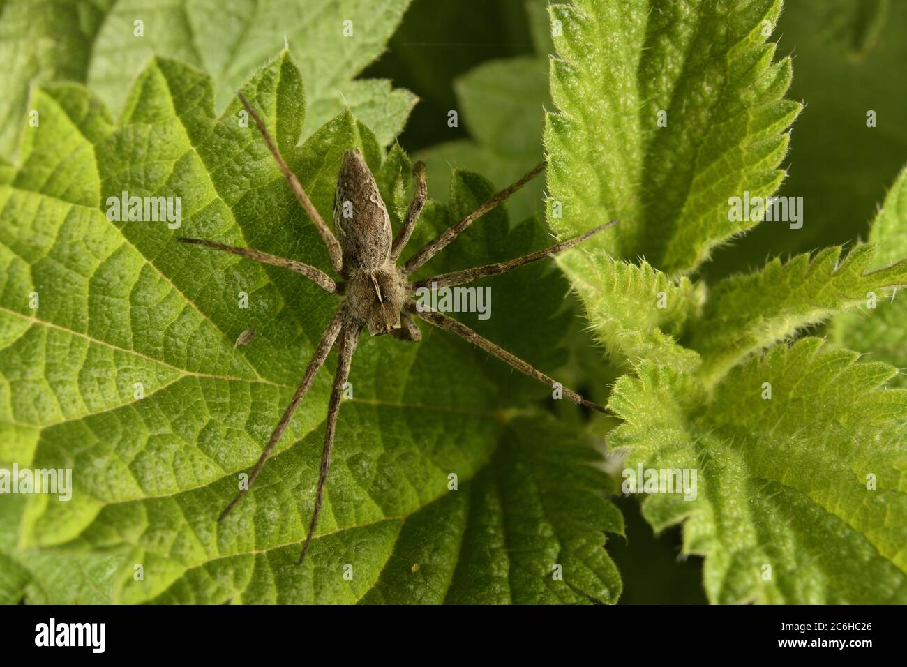 Italy spiders roberto nistri horizontal hi-res stock photography and ...