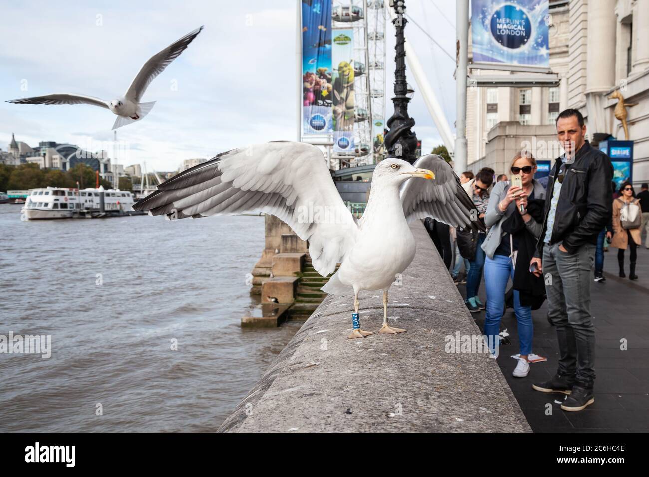 A seagull poses on London's South Bank Stock Photo - Alamy