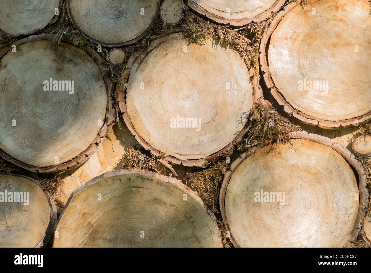 Seamless pattern tree rings hi-res stock photography and images - Alamy