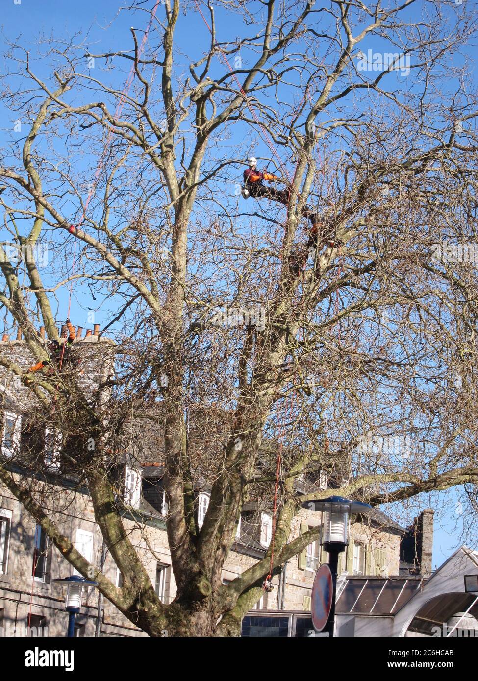 Pruning a plane tree hi-res stock photography and images - Alamy