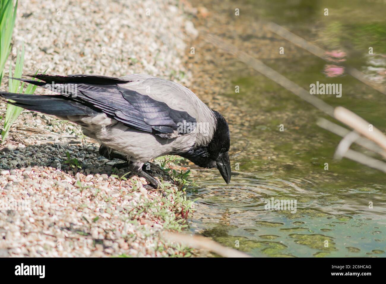 Crow Drinking Water High Resolution Stock Photography and Images - Alamy