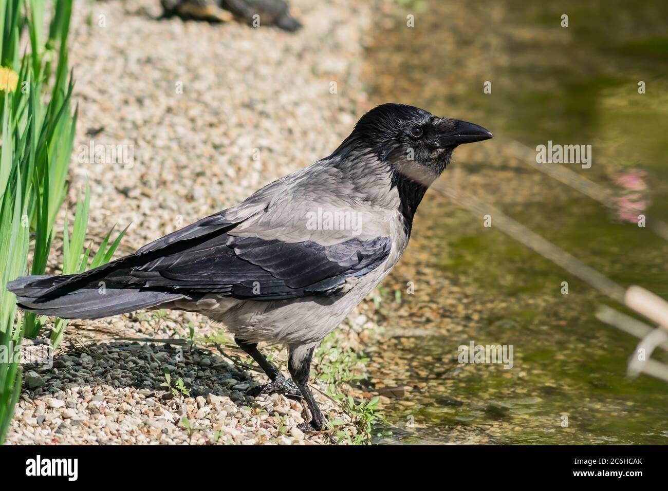 Crow Drinking Water High Resolution Stock Photography and Images - Alamy