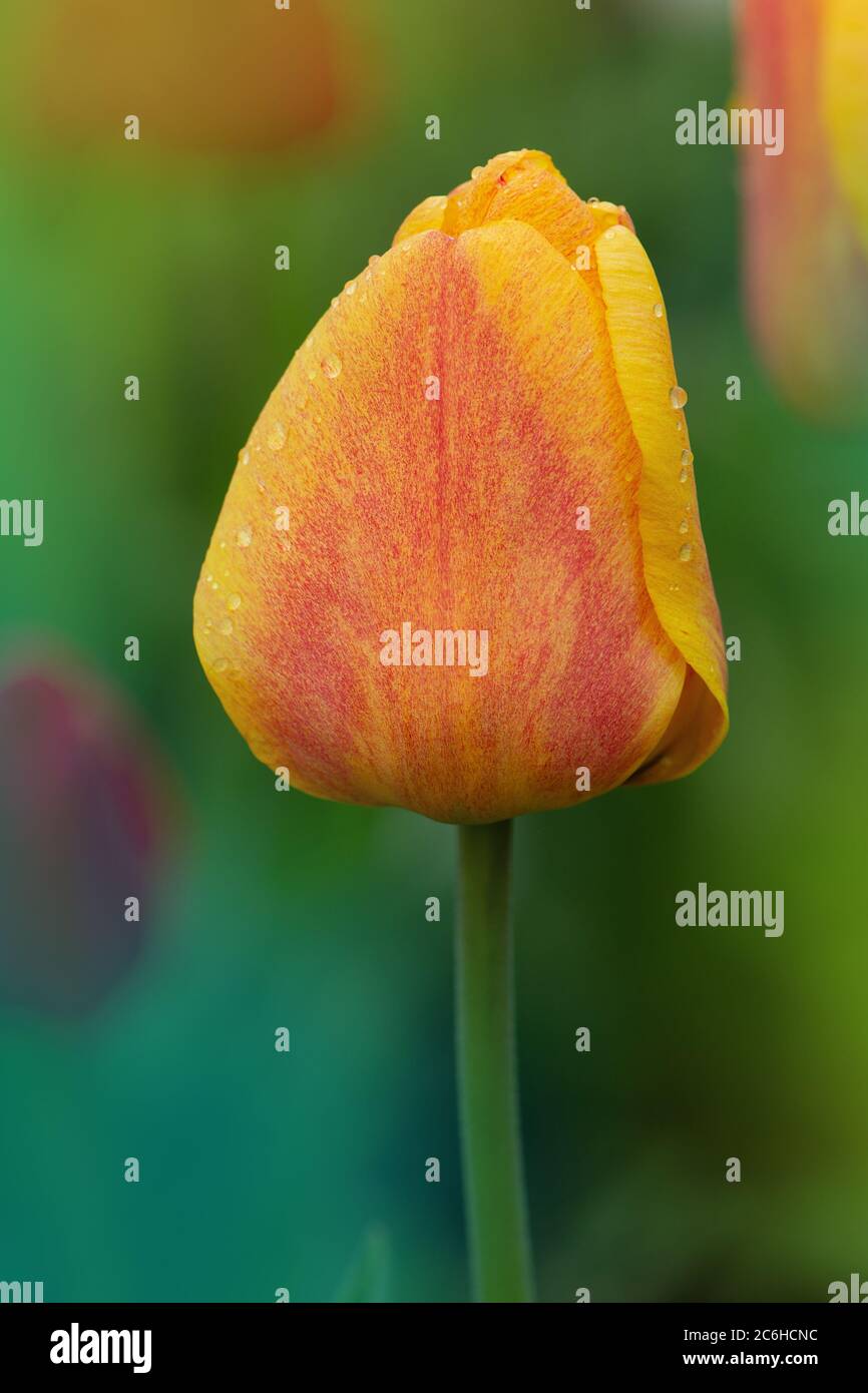 Tulip Cairo High Resolution Stock Photography and Images - Alamy