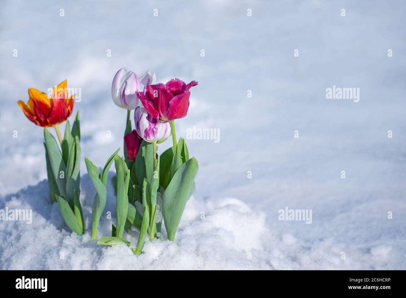 Mixed color tulips under spring snow in april. Abnormal precipitation ...