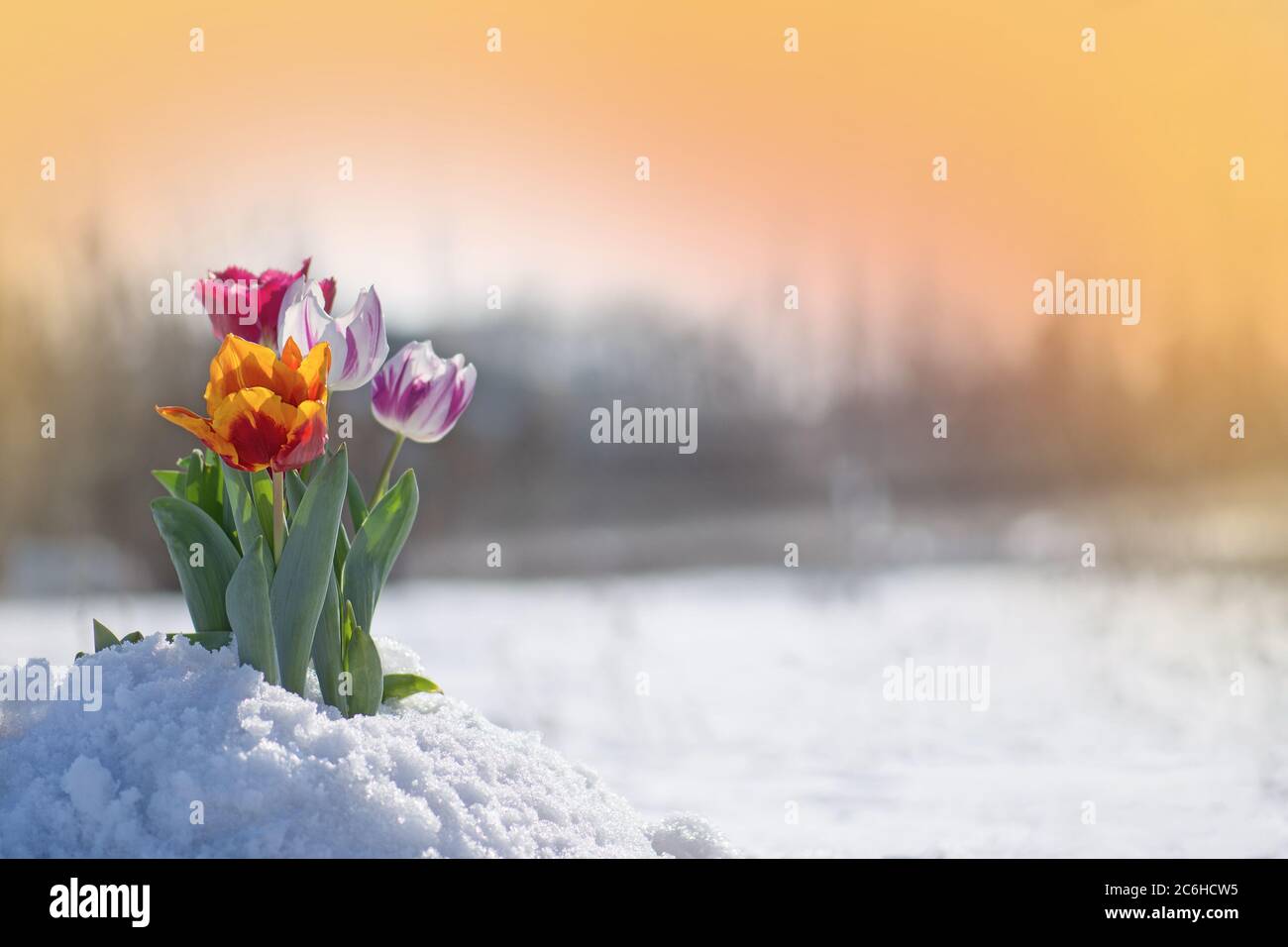 Tulips during the last days of winter. Tulips are in the snow Stock ...
