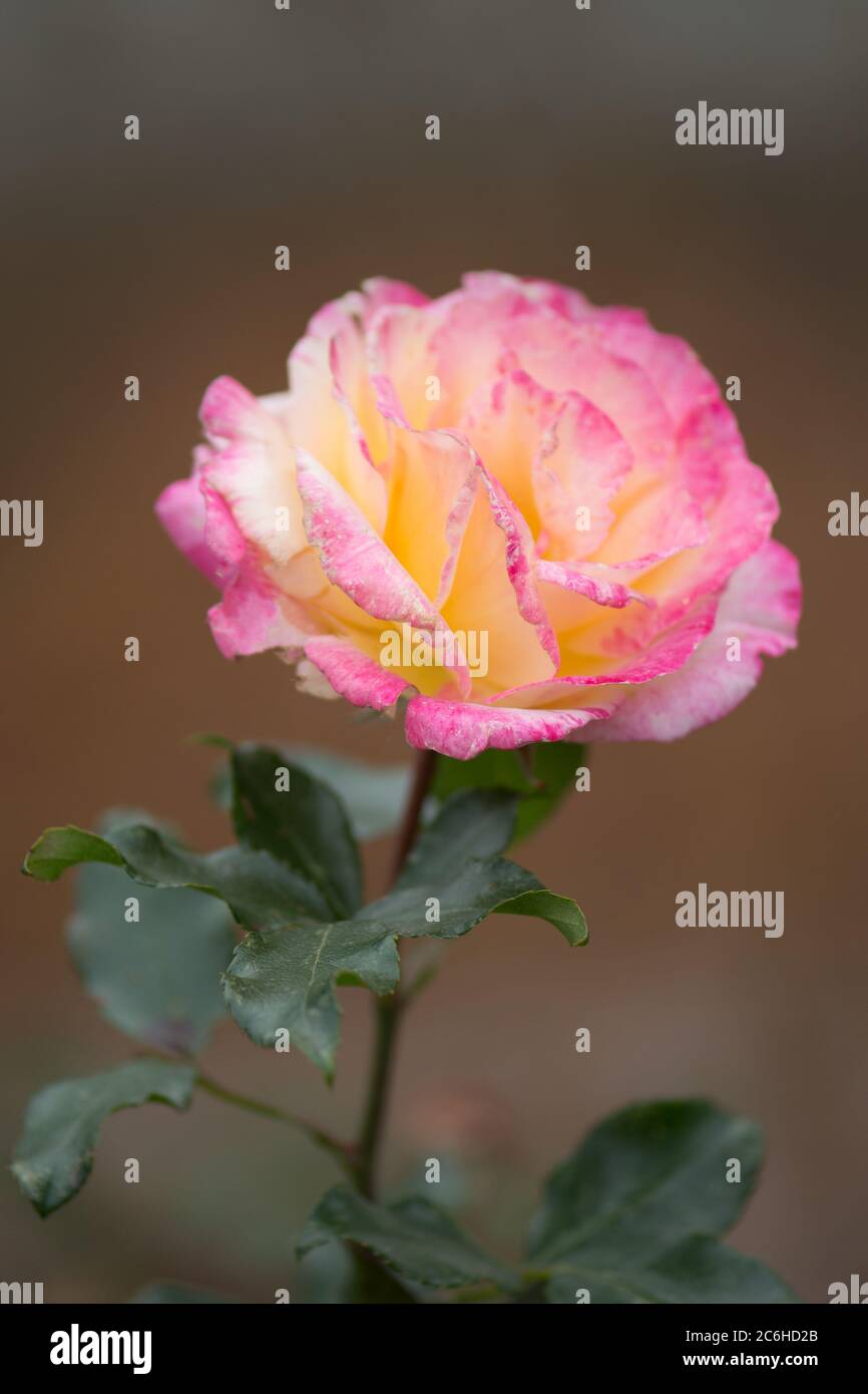Rose petel change from yellow to pink. Rose Peace growing outdoor Stock ...