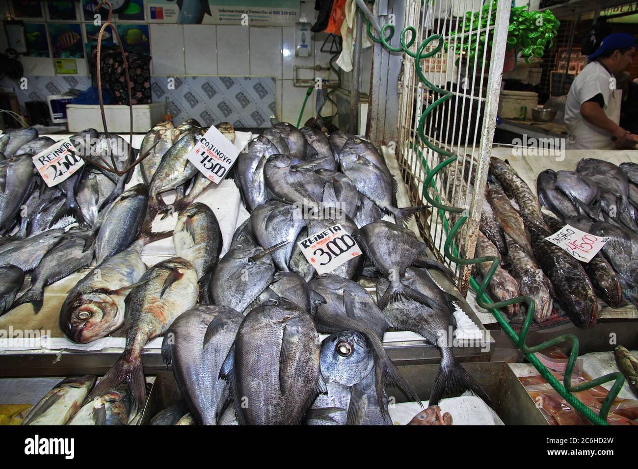 Fish in Mercado Central, Central market in Santiago, Chile Stock Photo ...