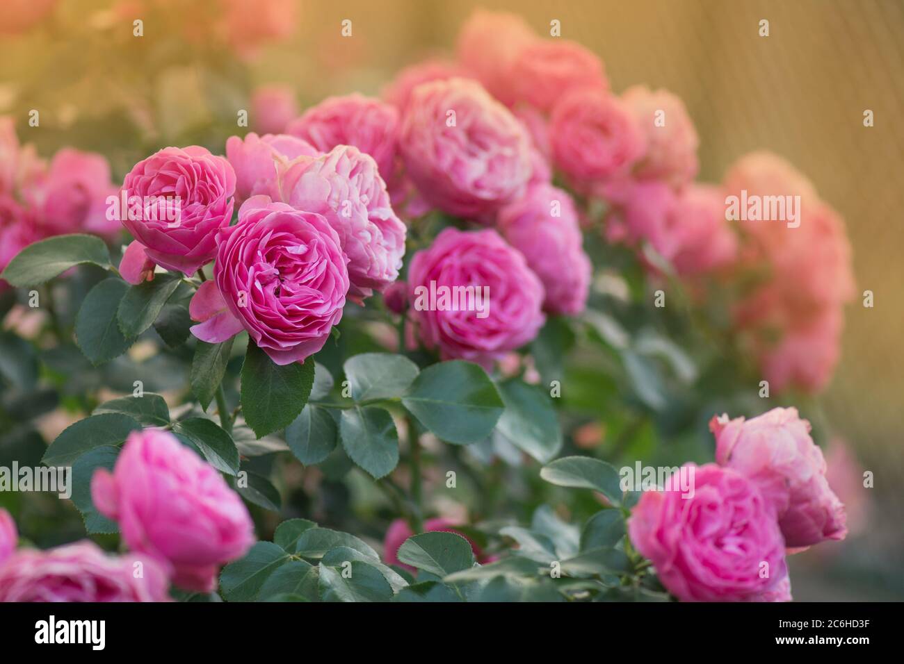 Coral pink floribunda rose hi-res stock photography and images - Alamy