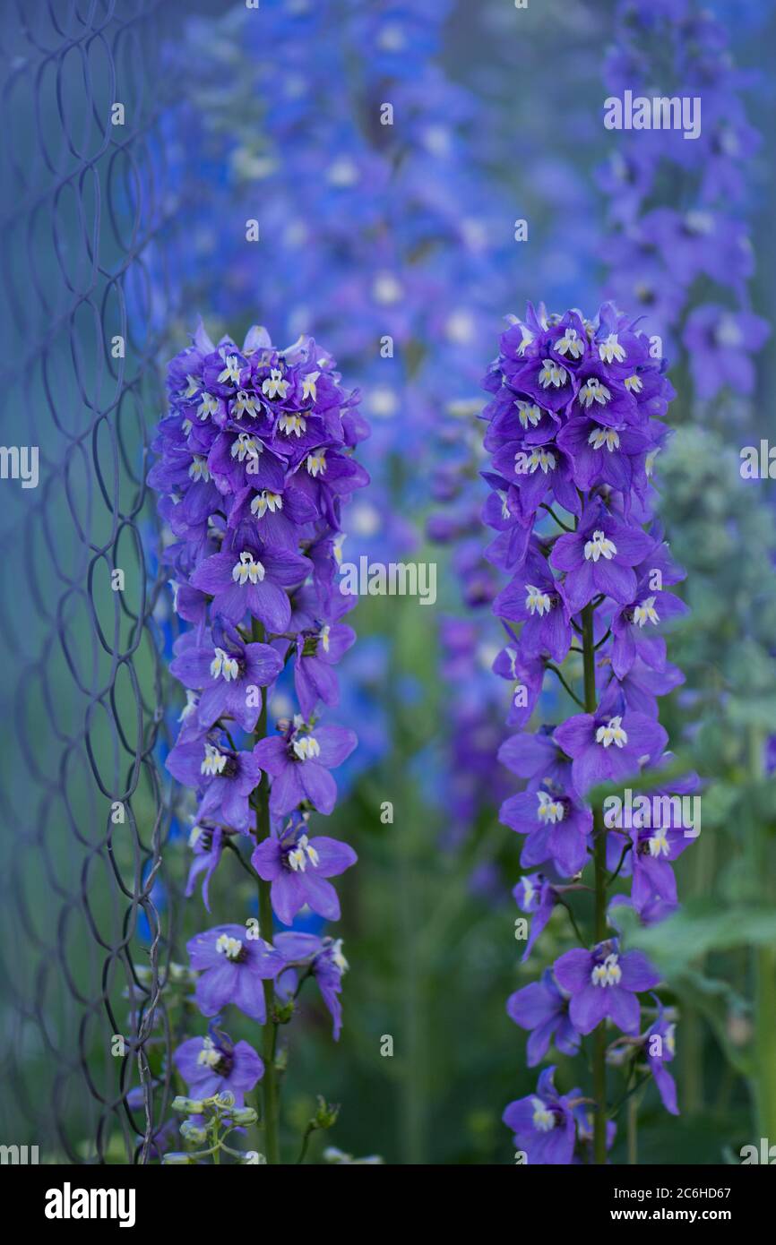 Delphinium blue grows in the garden. Double delphinium blue flower ...