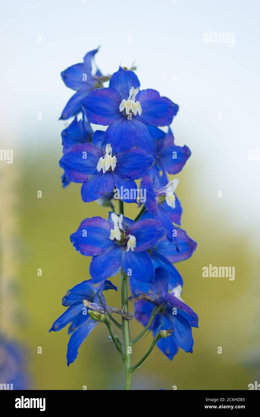 Delphinium in the garden. Delphinium low mixture. Height this flowering ...