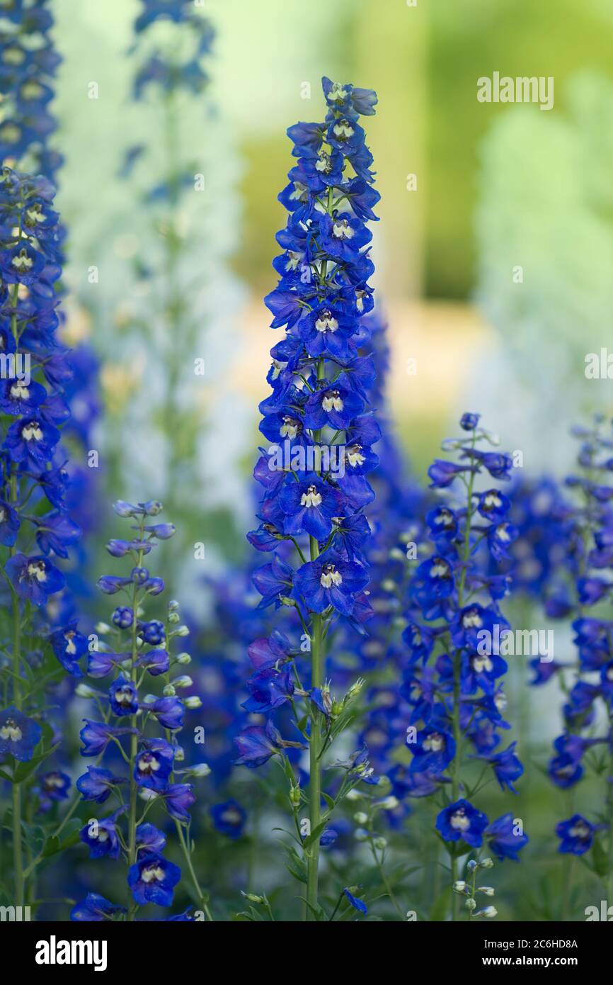 Delphinium hybrid hi-res stock photography and images - Alamy