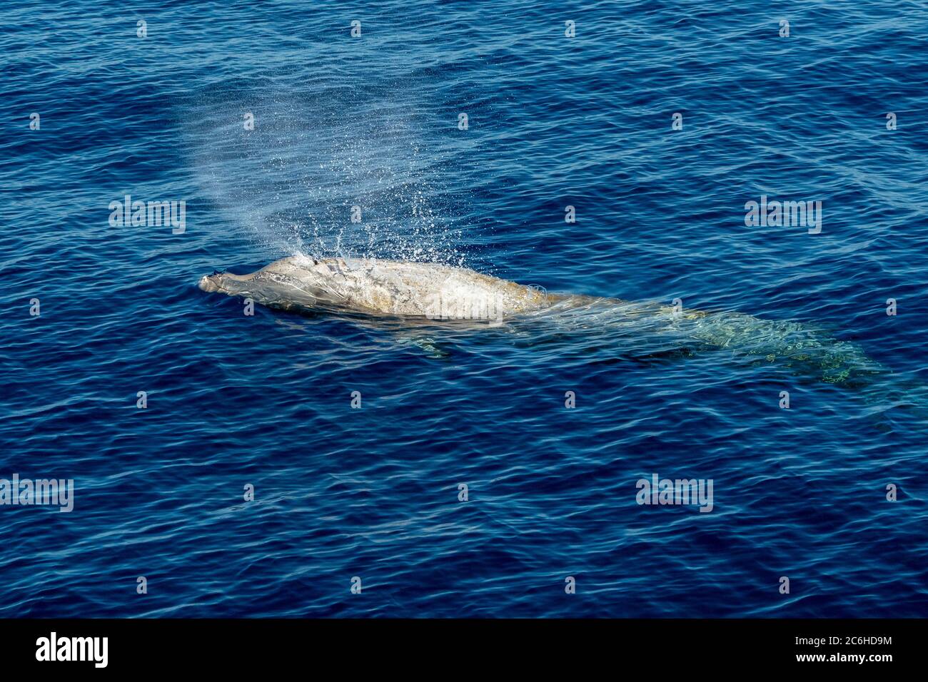 Goose Beaked whale dolphin Ziphius cavirostris ultra rare white Stock ...