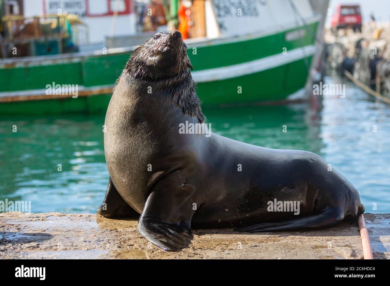 Seal catching fish hi-res stock photography and images - Alamy