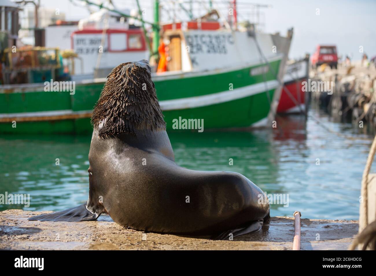 Seal catching fish hi-res stock photography and images - Alamy