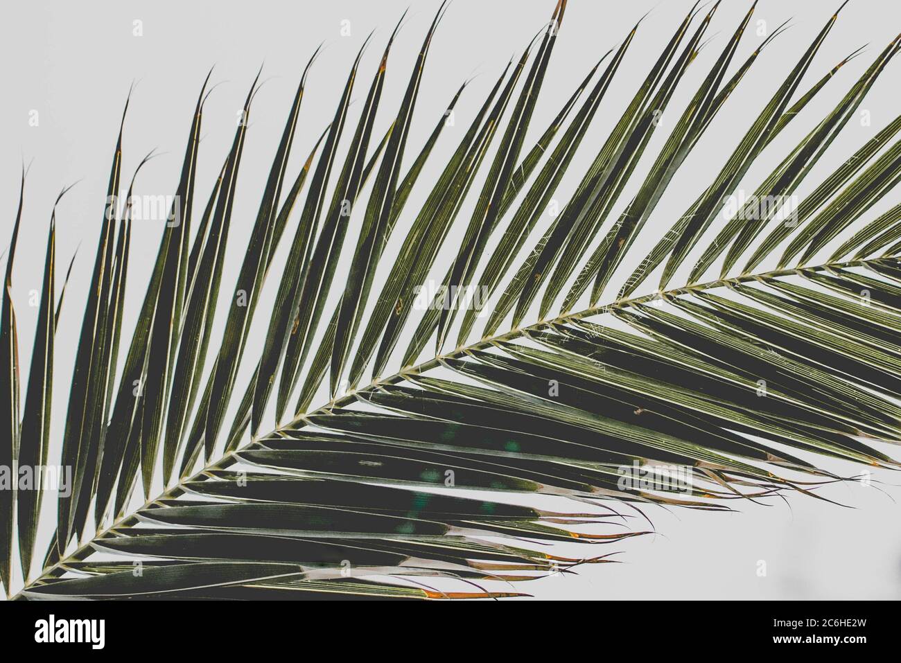 The leaf of palm tree Stock Photo - Alamy