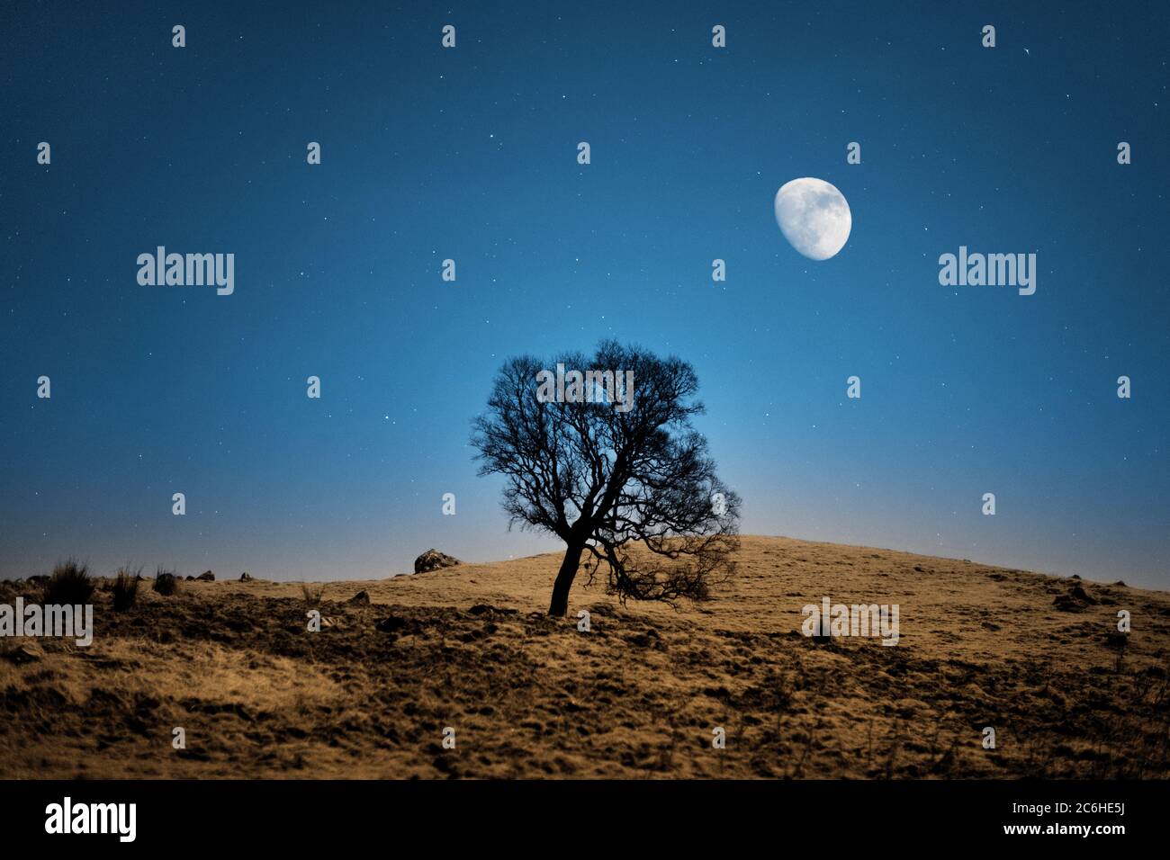 night view of a tree with stars and a three quarter of the moon Stock ...