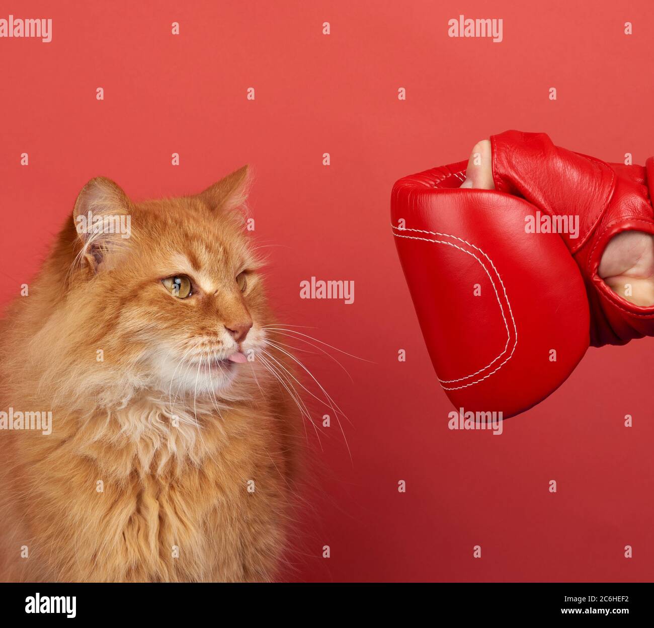 adult red cat fights with a red boxing glove. Funny and playful animal ...