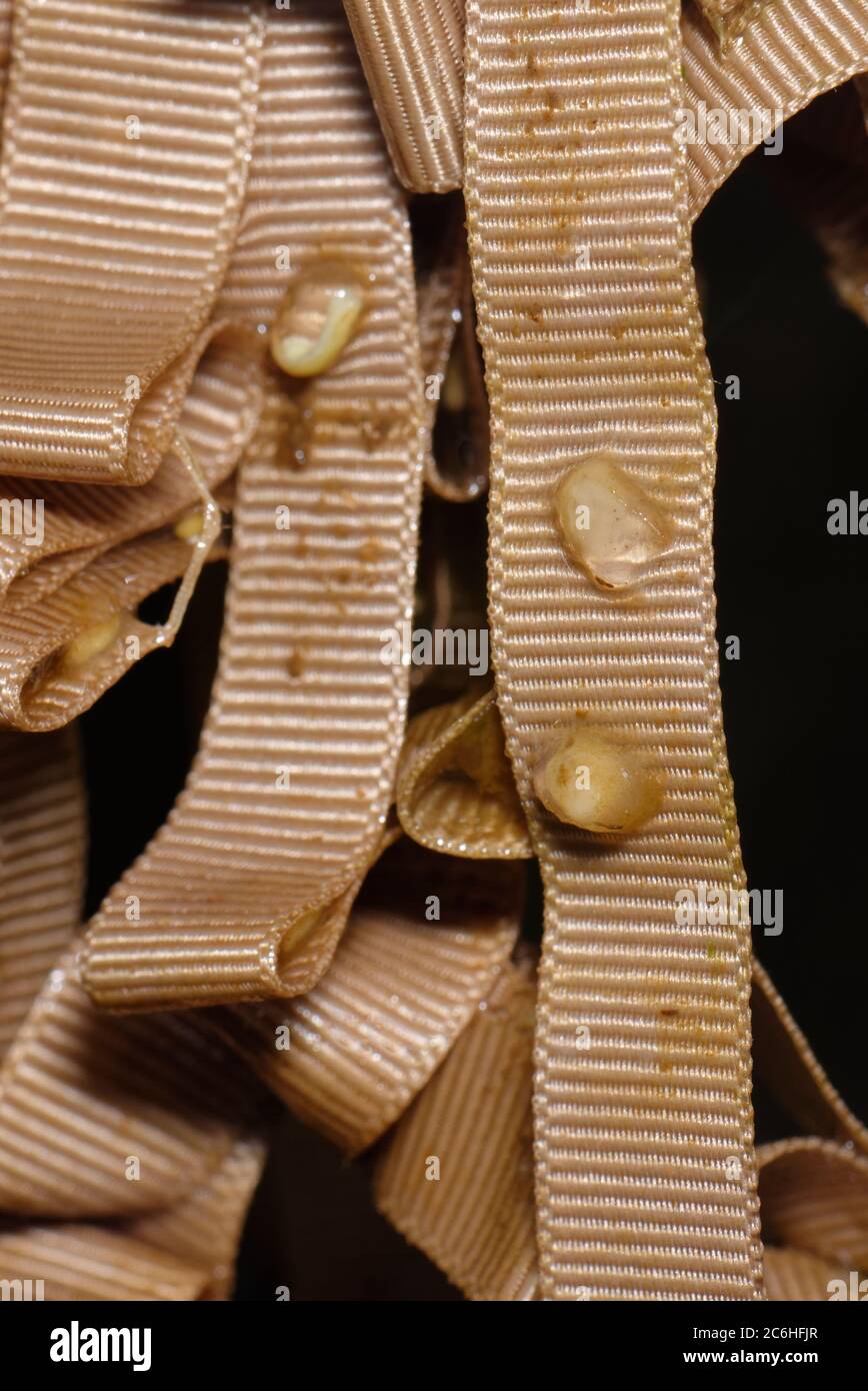 Newt eggs hi-res stock photography and images - Alamy