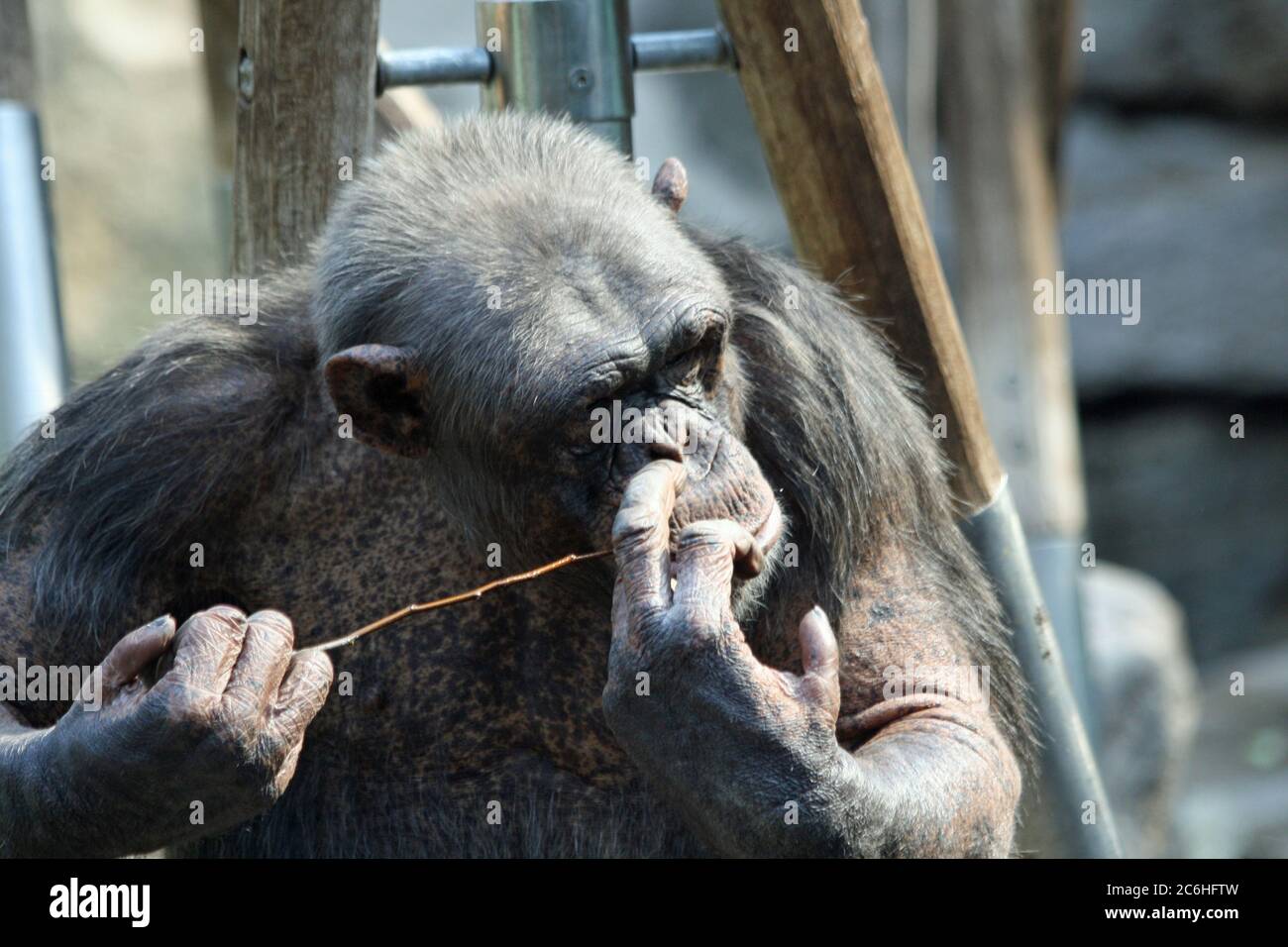 Menschenaffe hi-res stock photography and images - Alamy