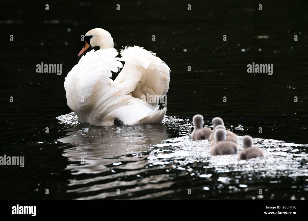 Cygnets following swan hi-res stock photography and images - Alamy