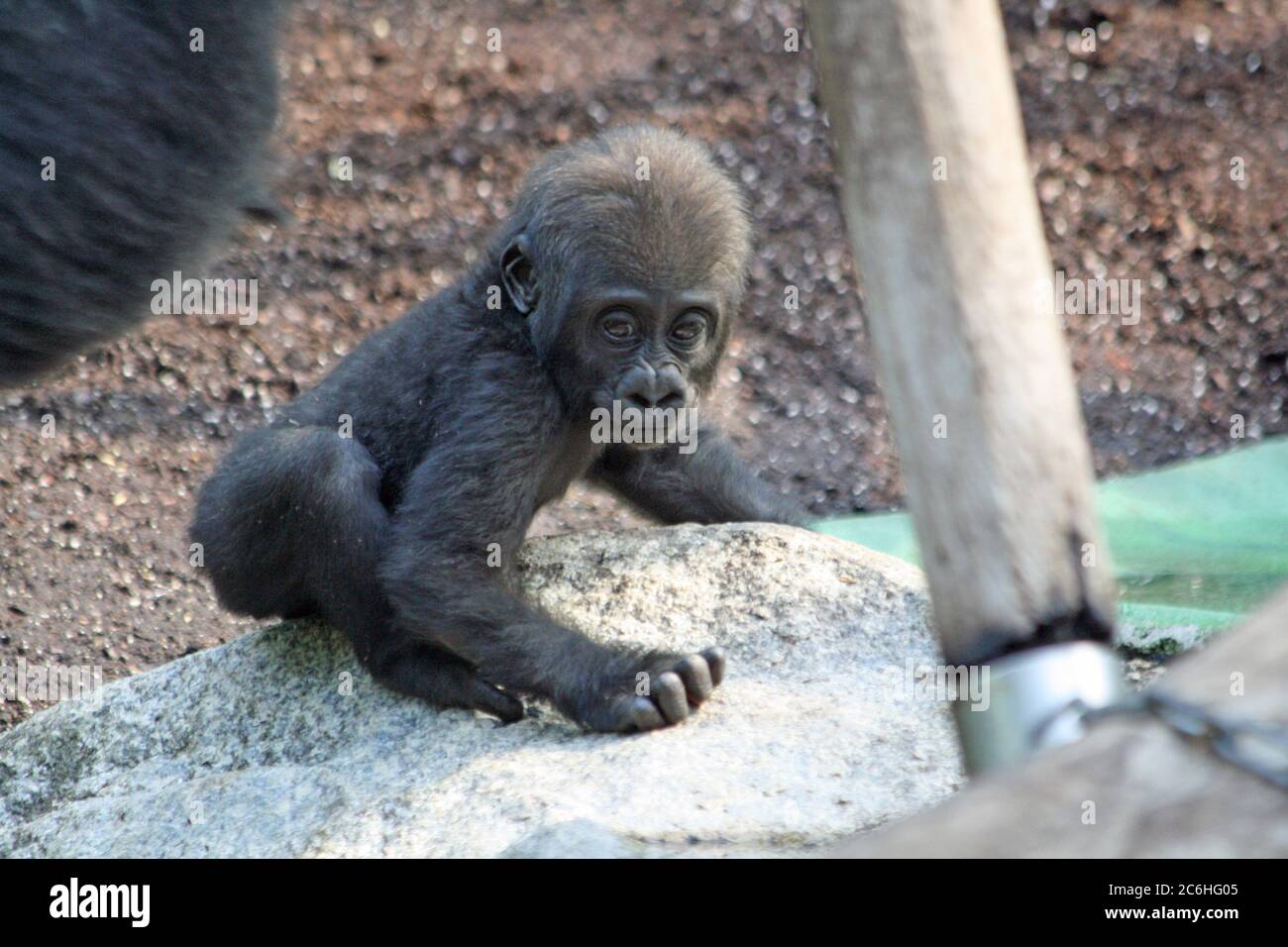 Menschenaffe hi-res stock photography and images - Alamy