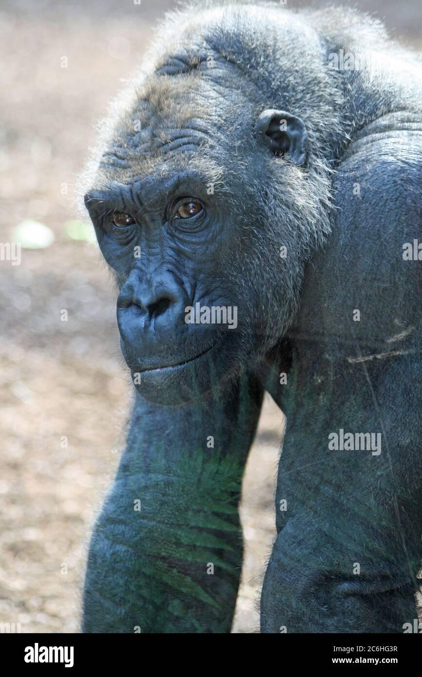 Menschenaffe hi-res stock photography and images - Alamy