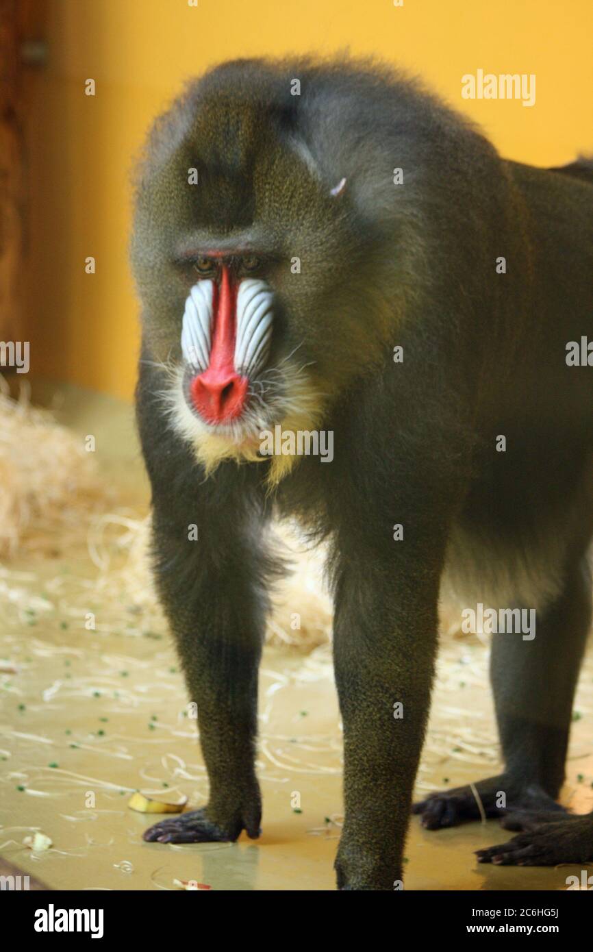 Mandrill affe hi-res stock photography and images - Alamy
