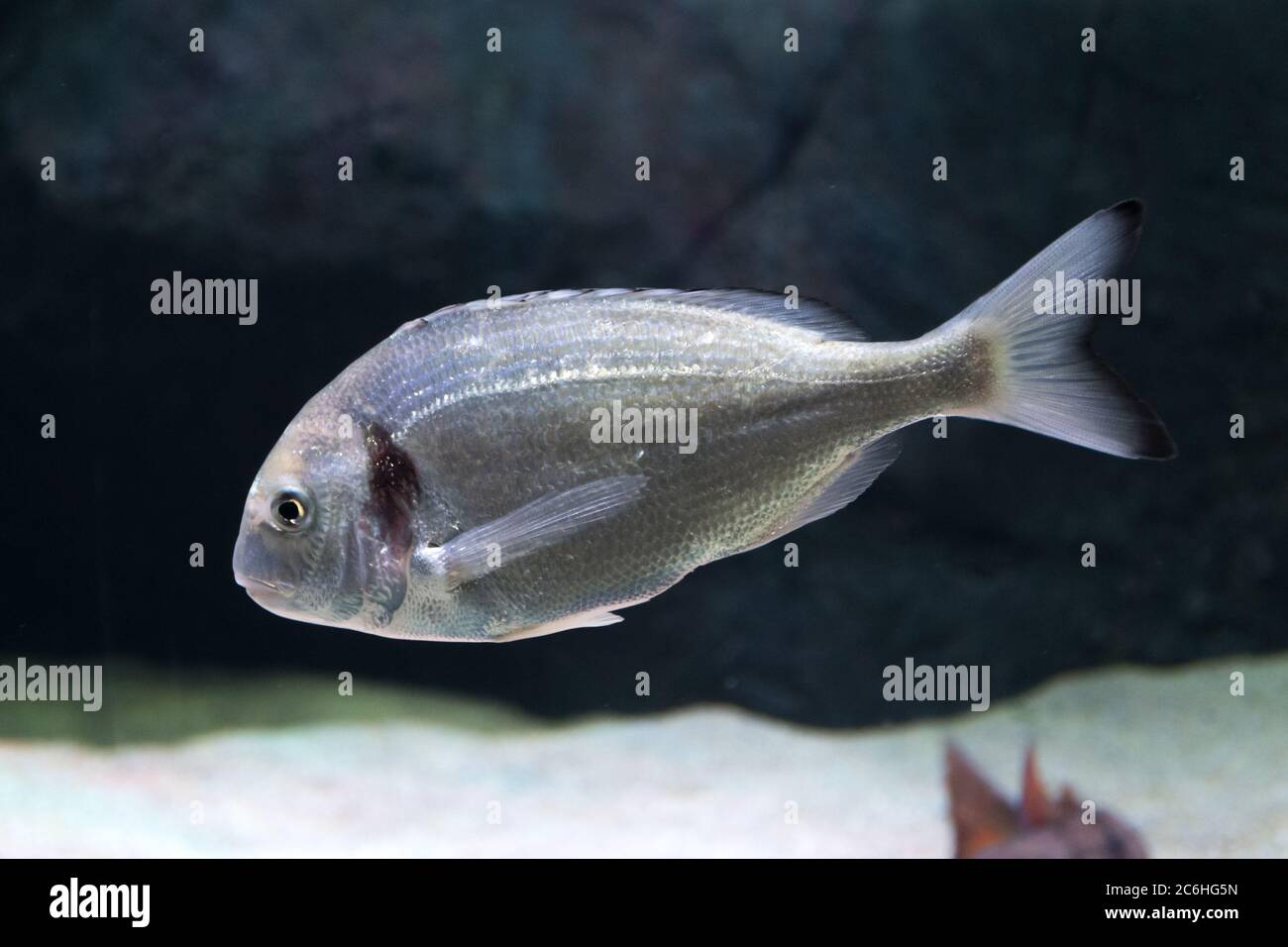 Deep sea fish dark hi-res stock photography and images - Alamy
