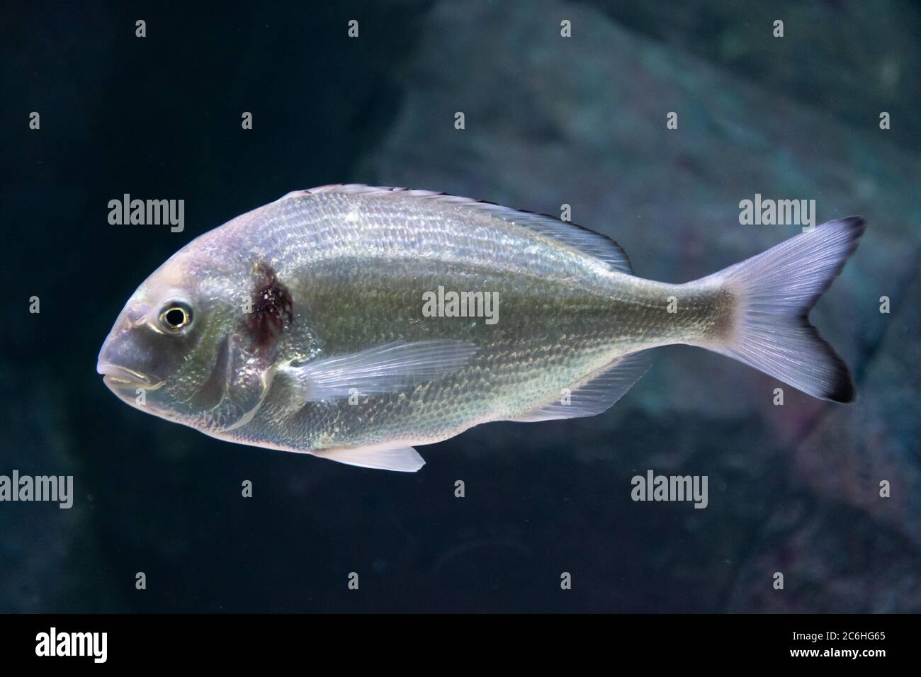 Beautiful sea bream, gilt-head or orata underwater with dark background ...
