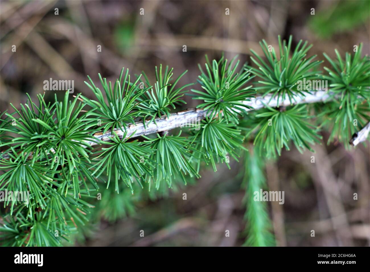 Spruce Needles Up Close High Resolution Stock Photography and Images ...