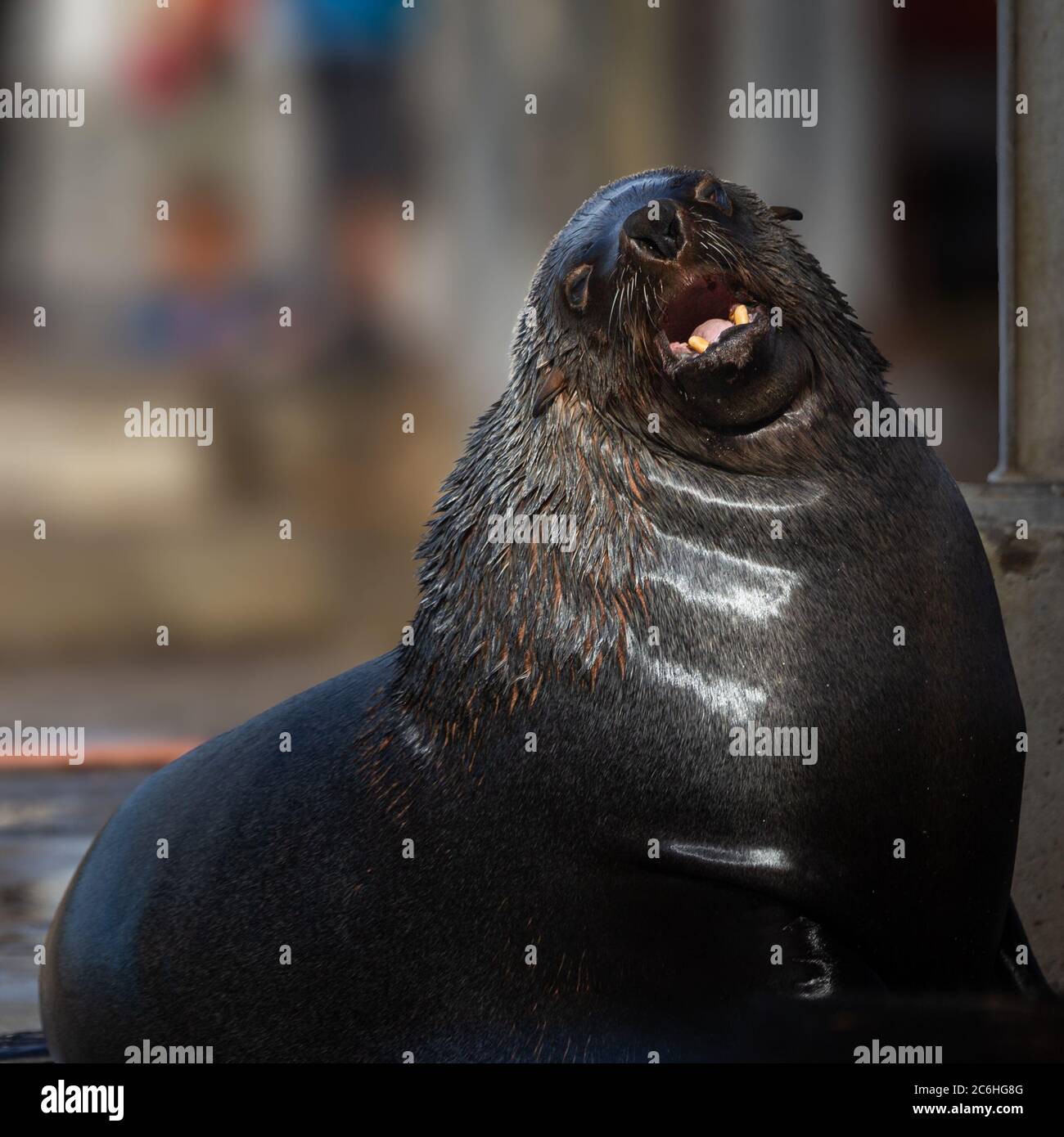 Cape Fur Seal baring his teeth in Kalk Bay Harbour, Cape Town, South ...
