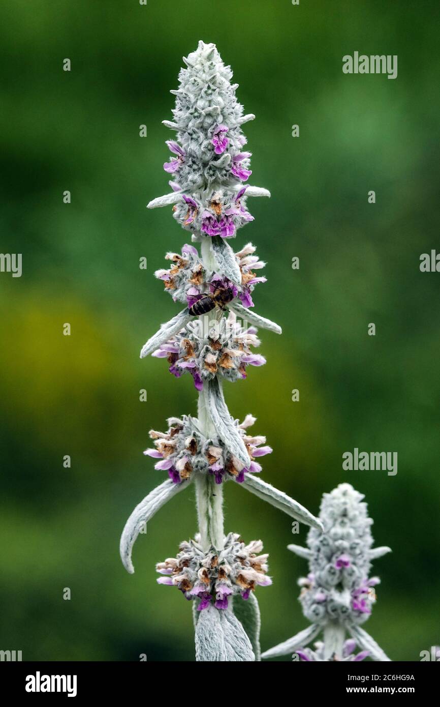 Bee on Stachys Silver Carpet flower portrait green background Stachys ...