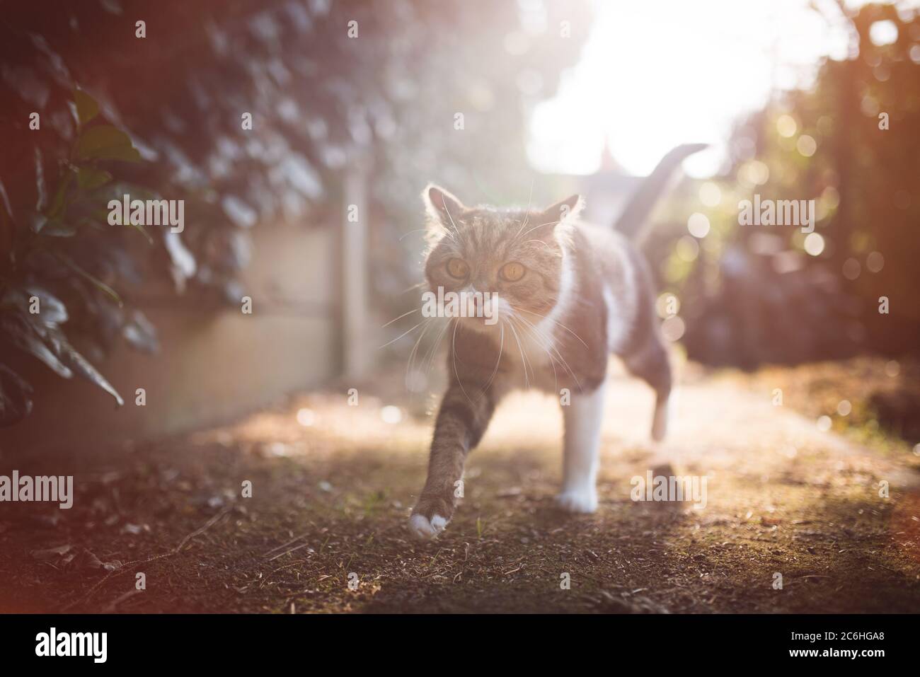 british shorthair cat walking in the sunset backlight Stock Photo - Alamy