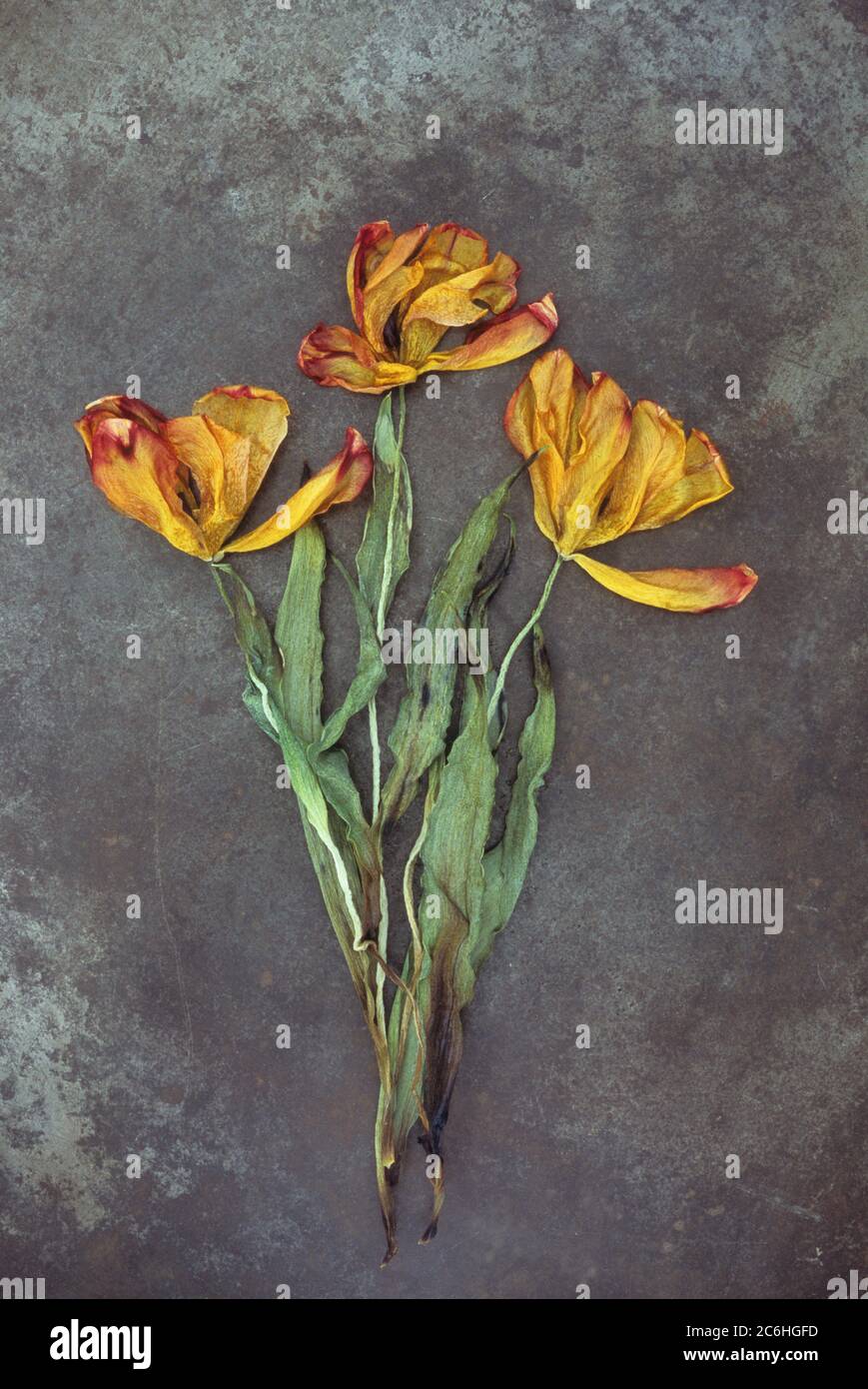 Decaying flowers hi-res stock photography and images - Alamy