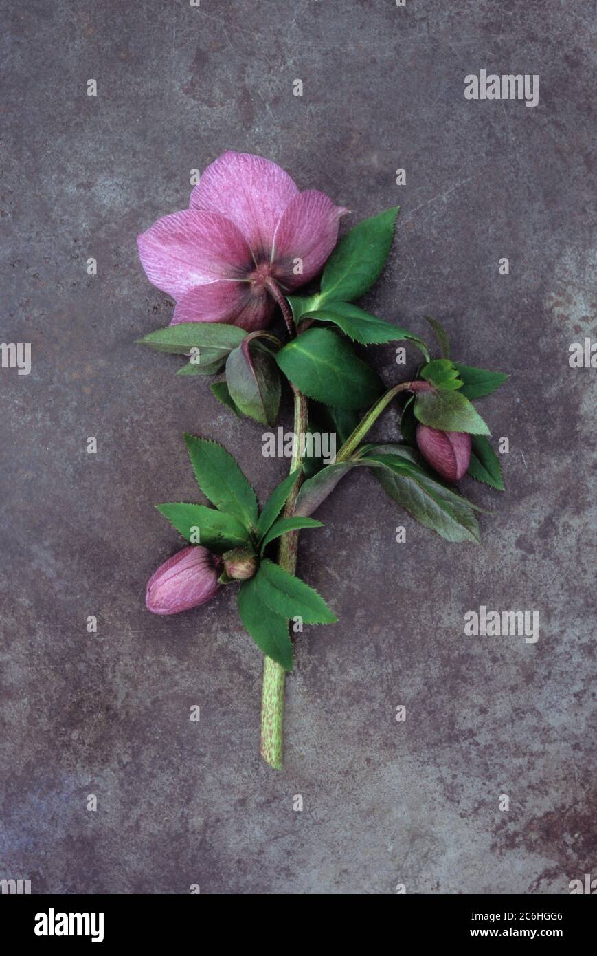 Stem of Lenten rose or Helleborus orientalis with one pink flower and ...