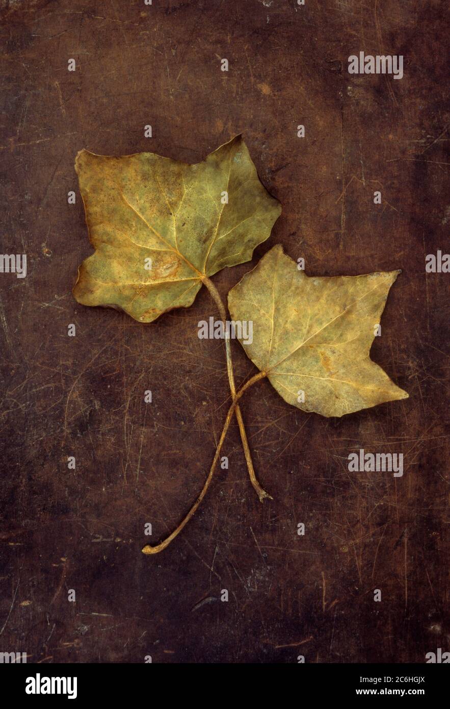 Two dried leaves of Ivy or Hedera helix lying on scuffed leather Stock ...