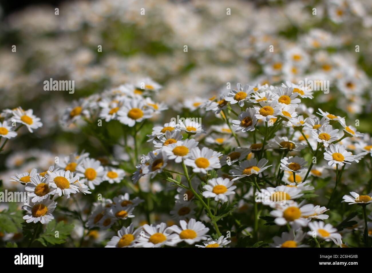 False chamomile hi-res stock photography and images - Alamy