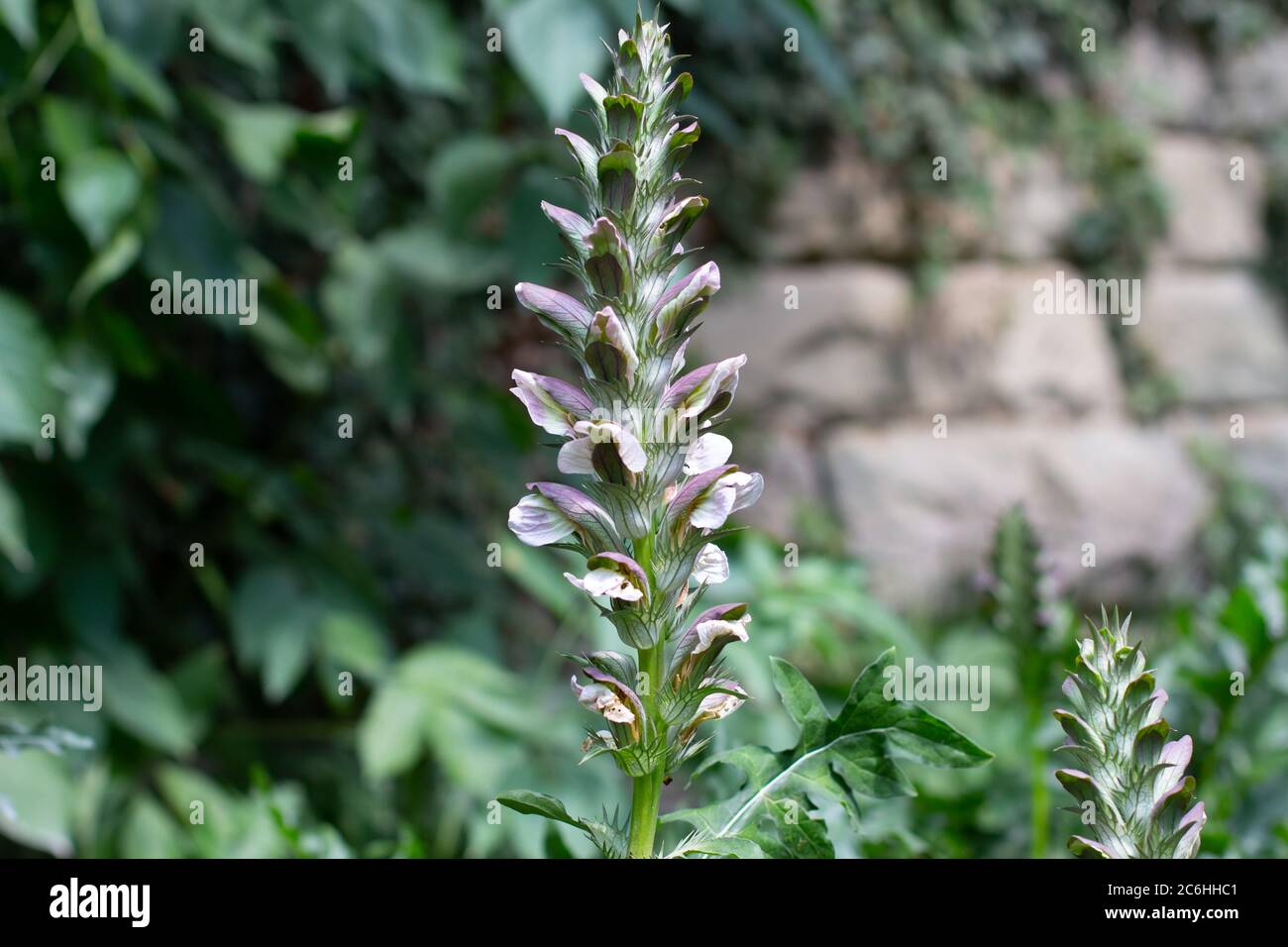 Acanthus mollis, also known as bear's breeches, sea dock, bearsfoot ...