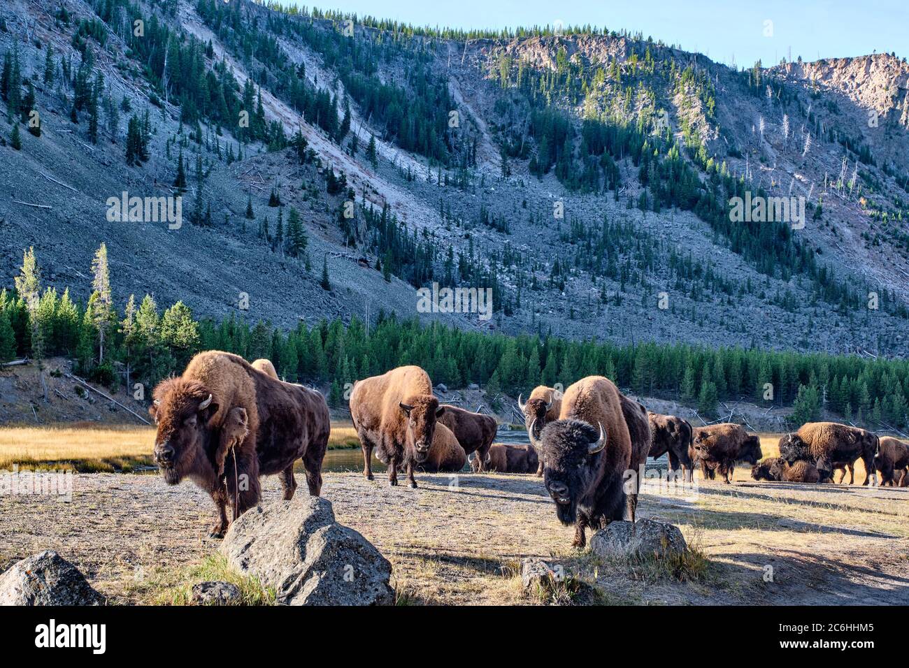 Yellowstone National Park buffalo graze alongside Stock Photo - Alamy