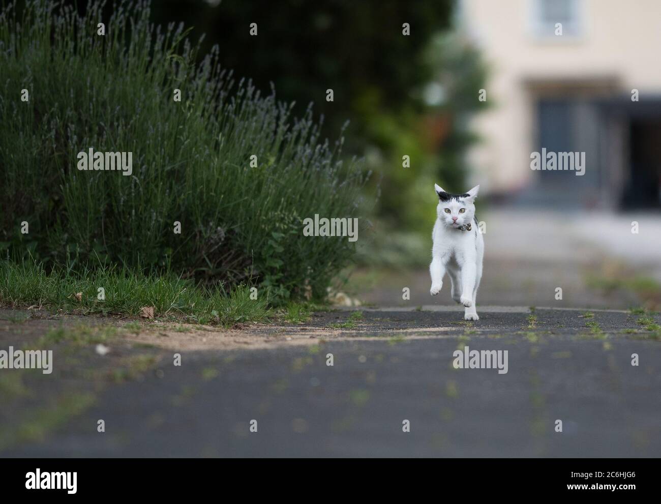 black and white domestic shorthair cat running towards camera on the ...