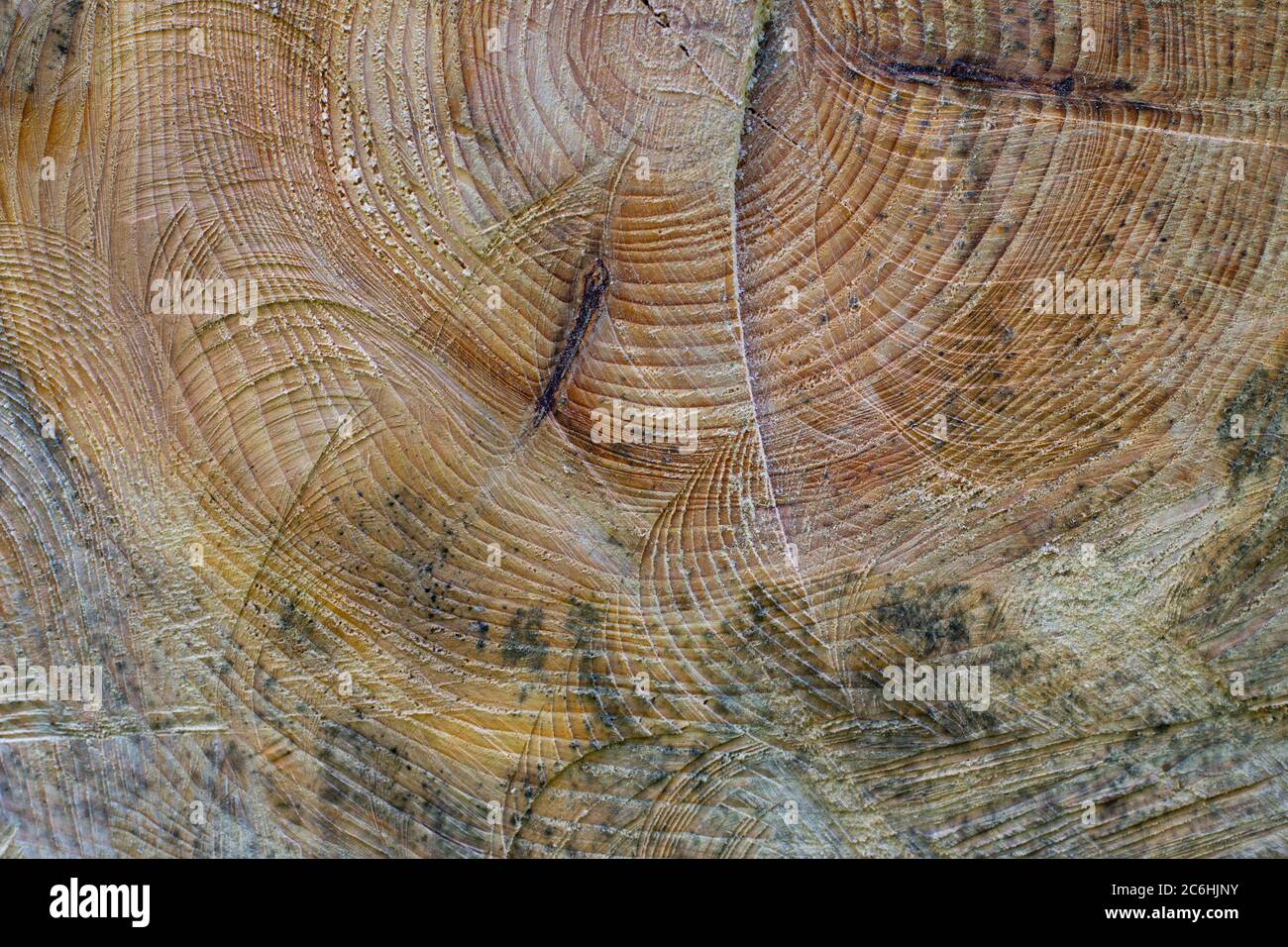 Log cross section hi-res stock photography and images - Alamy