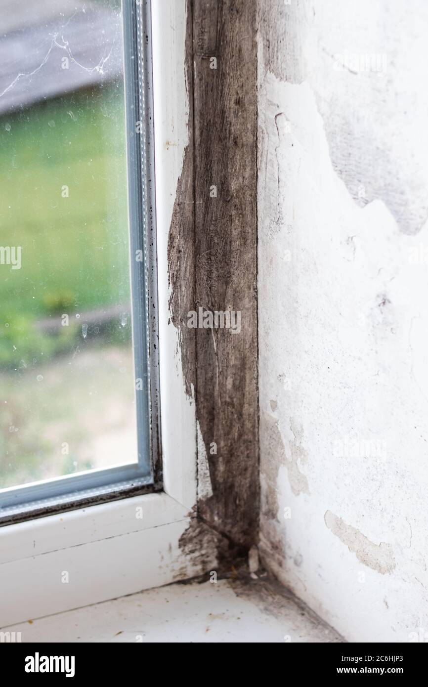 Black mold on a plastic window closeup Stock Photo - Alamy