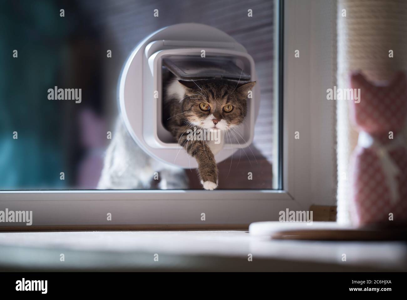 british shorthair cat entering the room by passing through a catflap in ...
